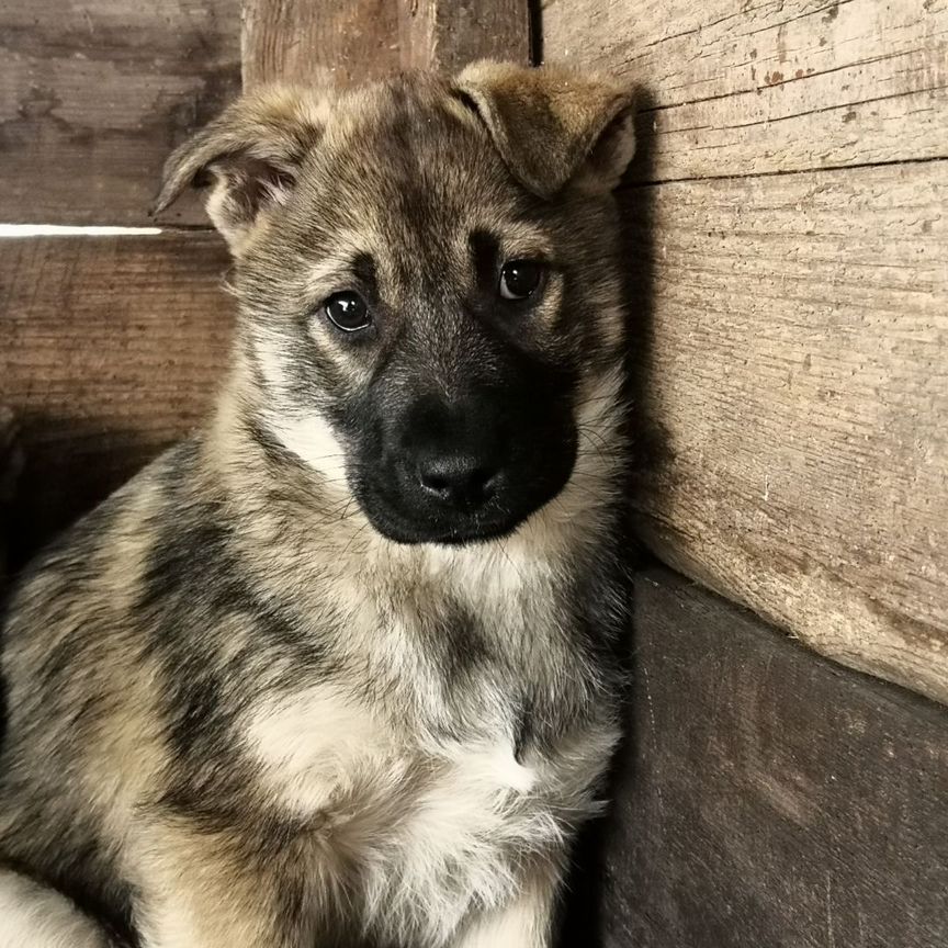 Щенки, пристраиваем