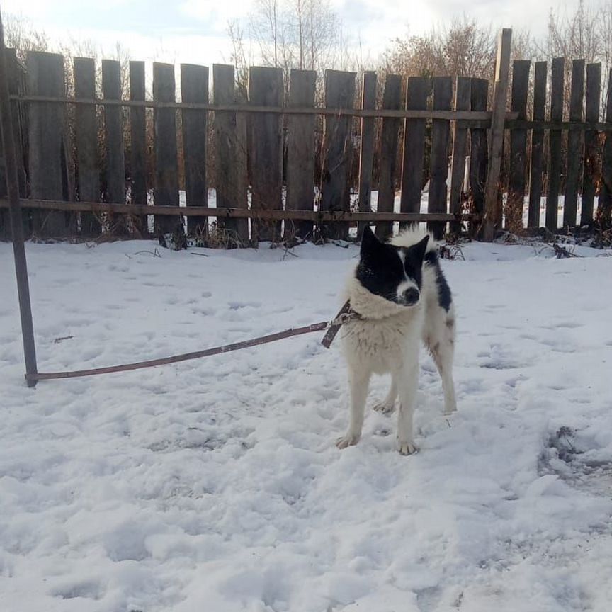 Русско европейская лайка