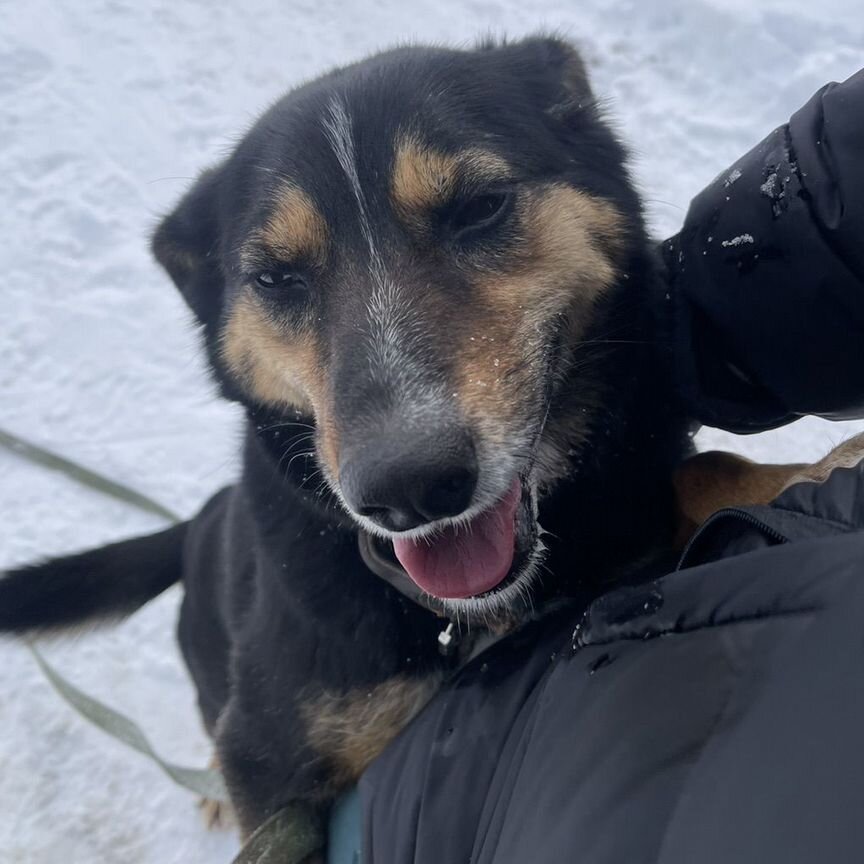 Собака в добрые руки