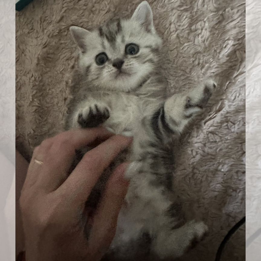 Шотландский прямоухий короткошёрстный котёнок