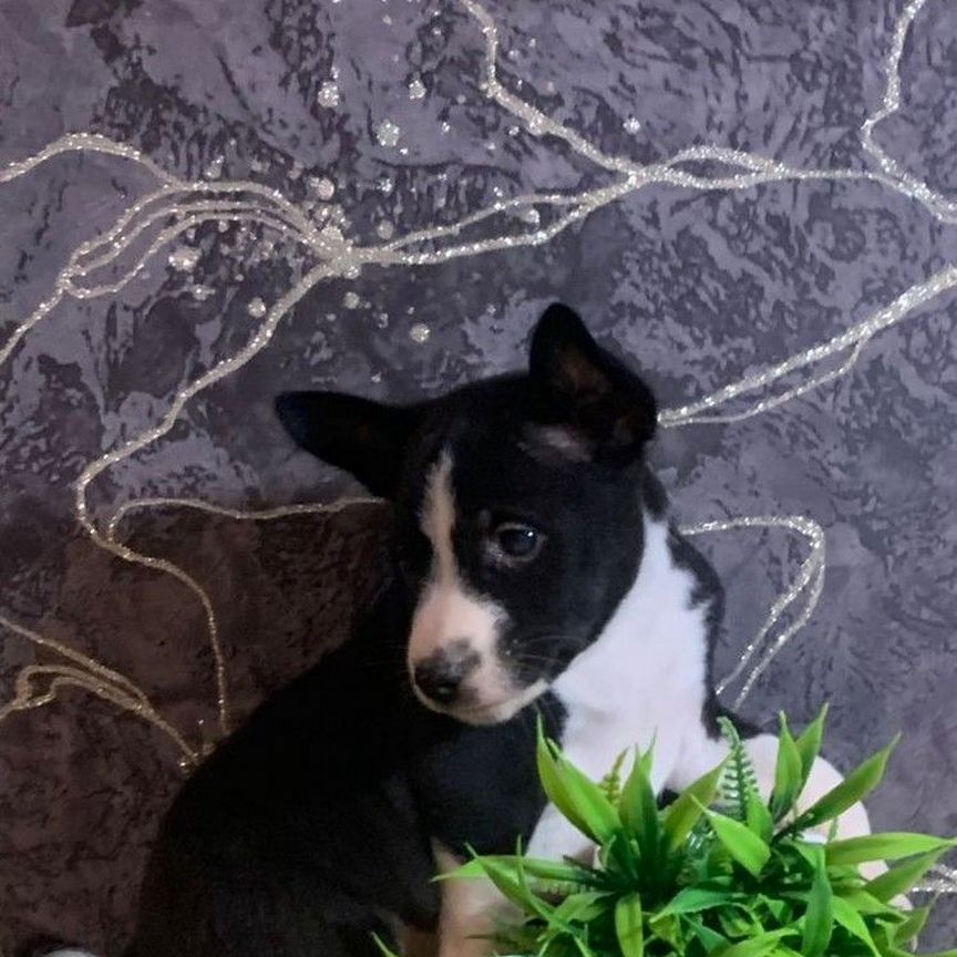 Щенки Бассенджи