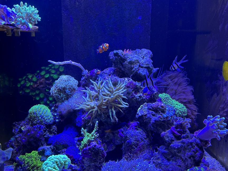 Морские коралы