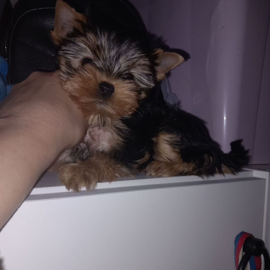 Йорк куколка беби фейс мордочка