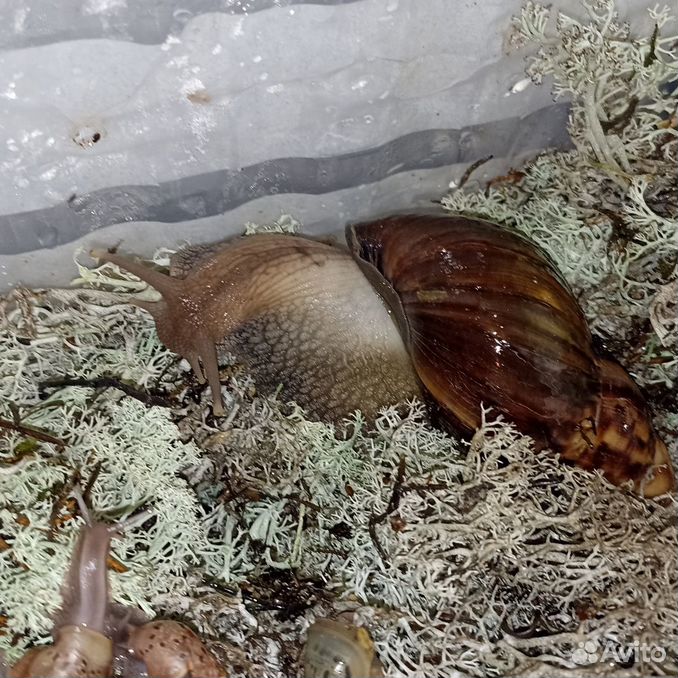 Отдам бесплатно животные