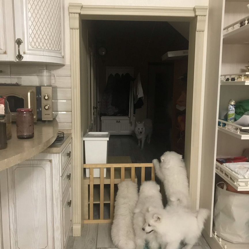 Самоедская лайка щенки