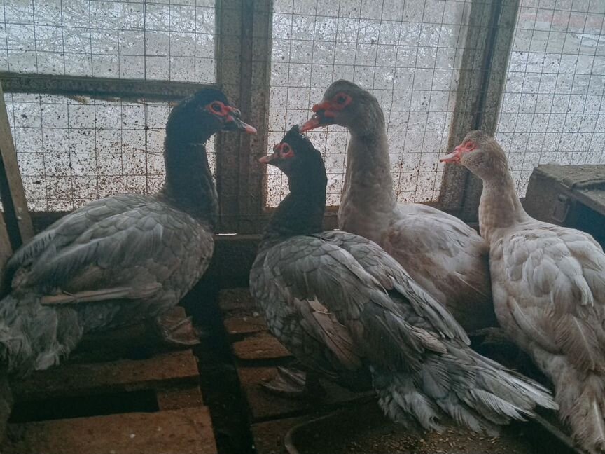 Породистые индо,утак 2000,утка -1000