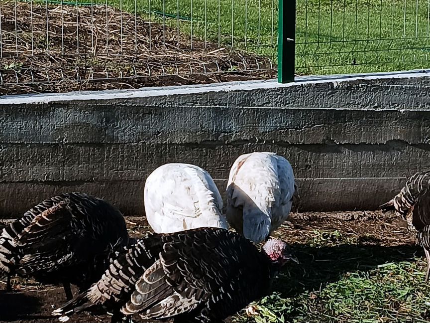 Индюк на племя