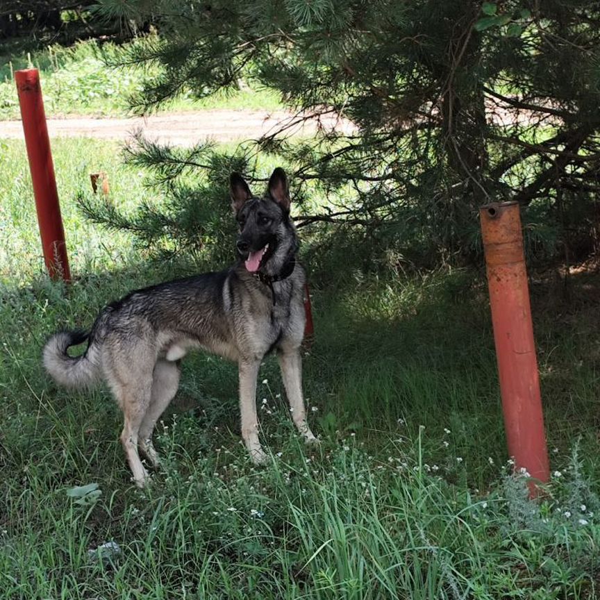 Восточноевропейская овчарка, взрослая собака