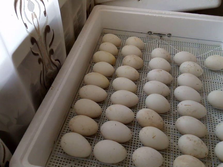 Инкубационное яйцо гусей и индюков