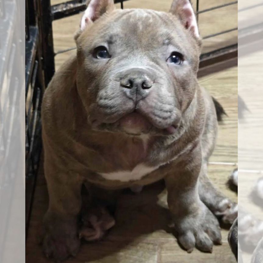 Американский булли, щенок