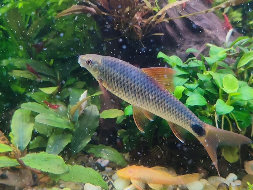 Крупные рыбки: китайский водорослеед, лабео Гло