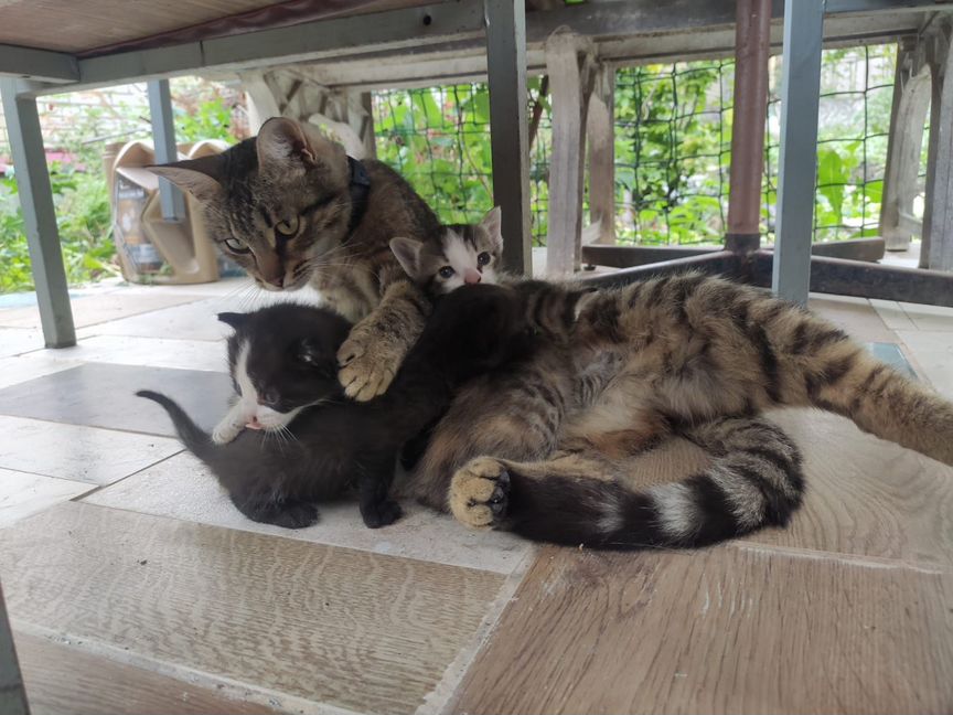 Котята / кот/кошка ловят мышей