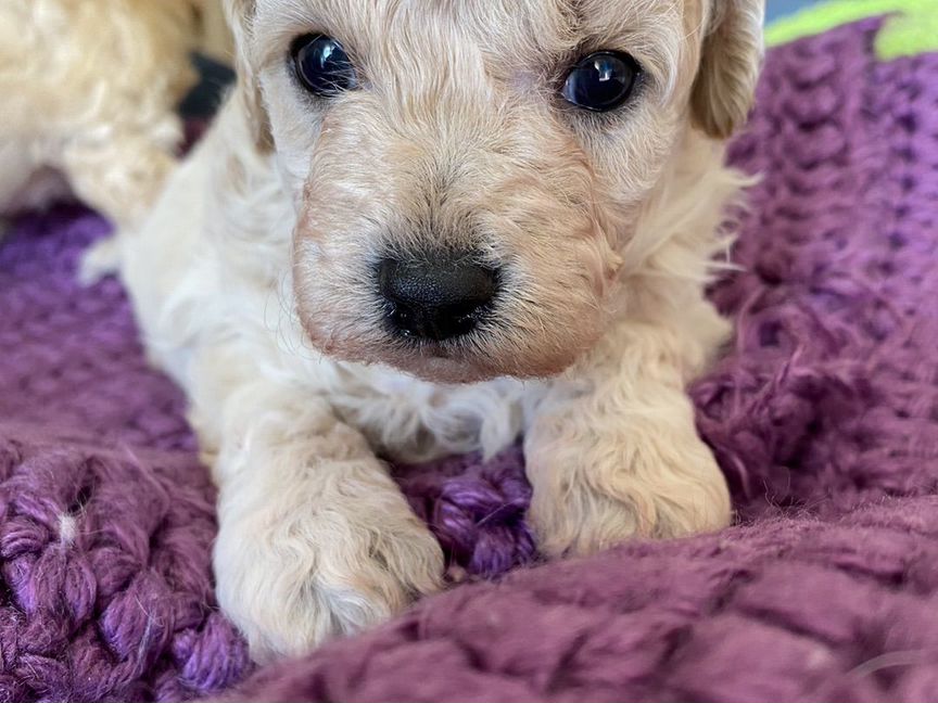 Кудрявые малышиf1 мальтипу