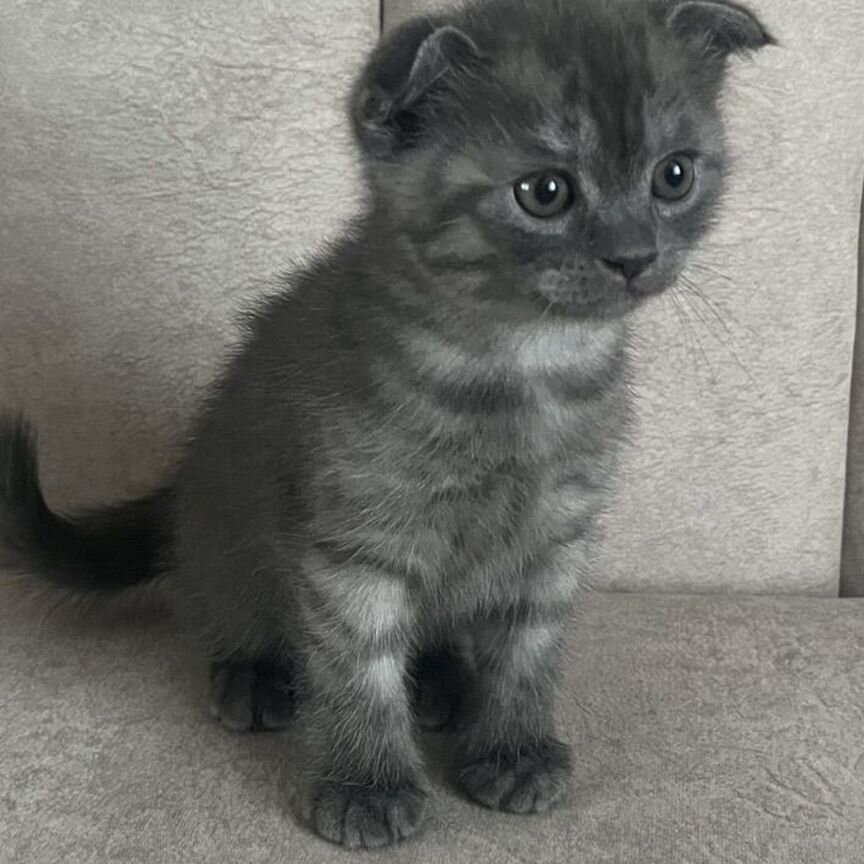 Британский короткошёрстный котёнок