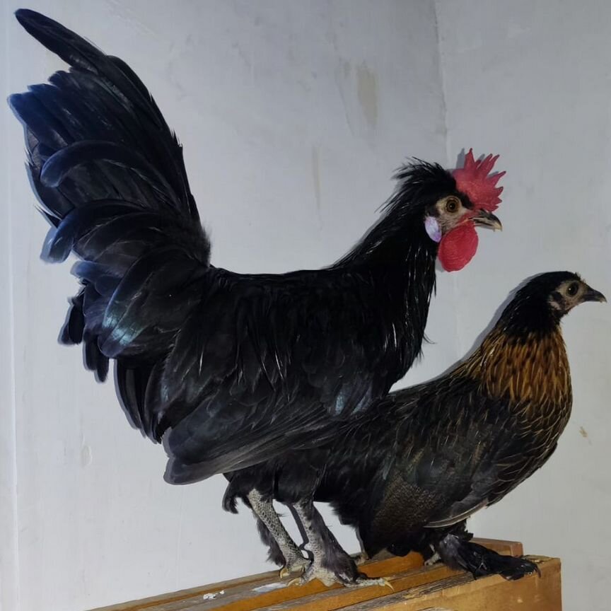 Карликовый петух