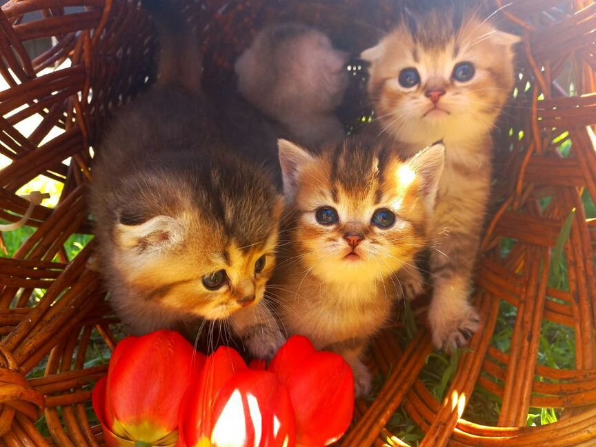 Шотландские котята