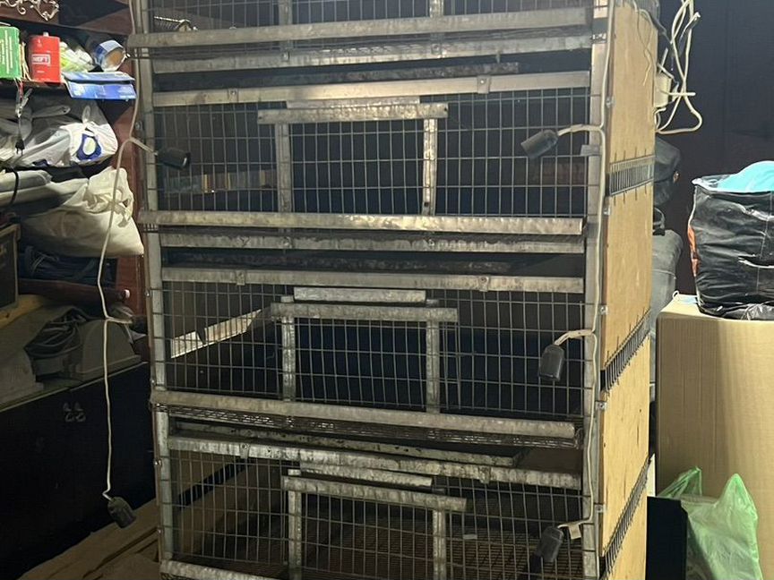 Клетка для перепелов