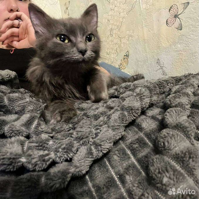 Нашелся котёнок