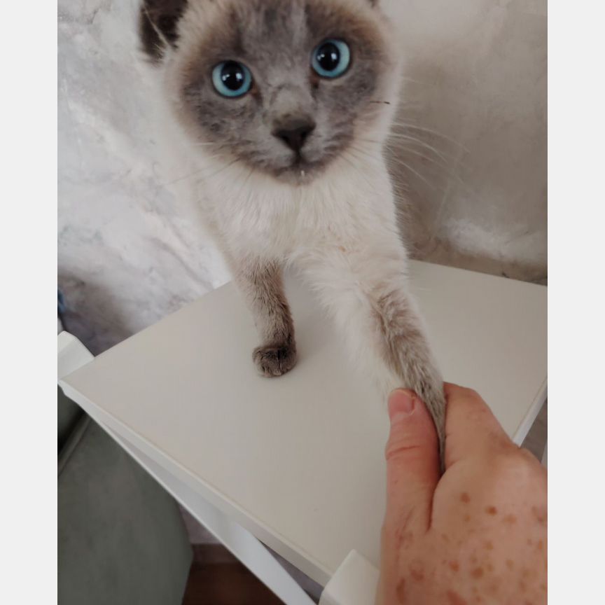 Кошечка 2-3 месяца