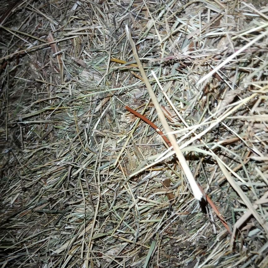 Сено в квадратных тюках