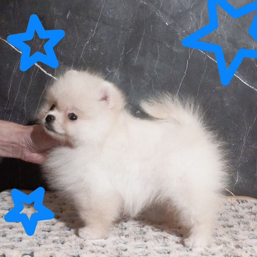 Померанский шпиц