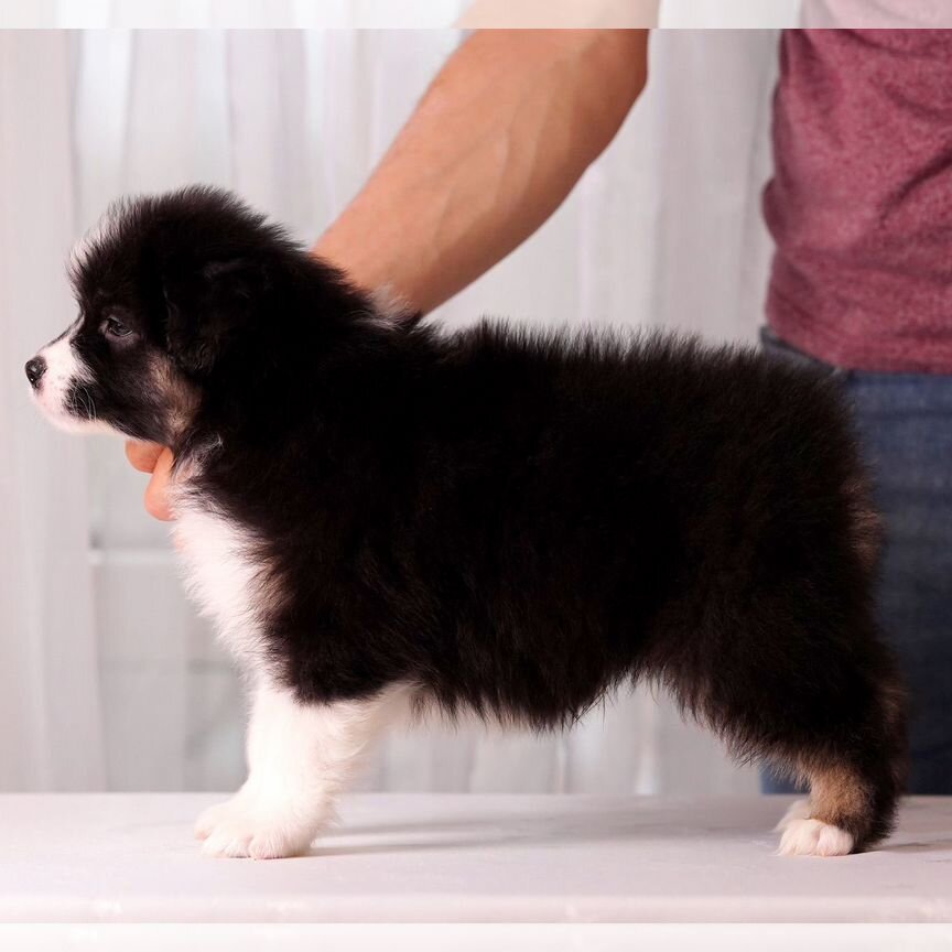 Австралийская овчарка, щенок