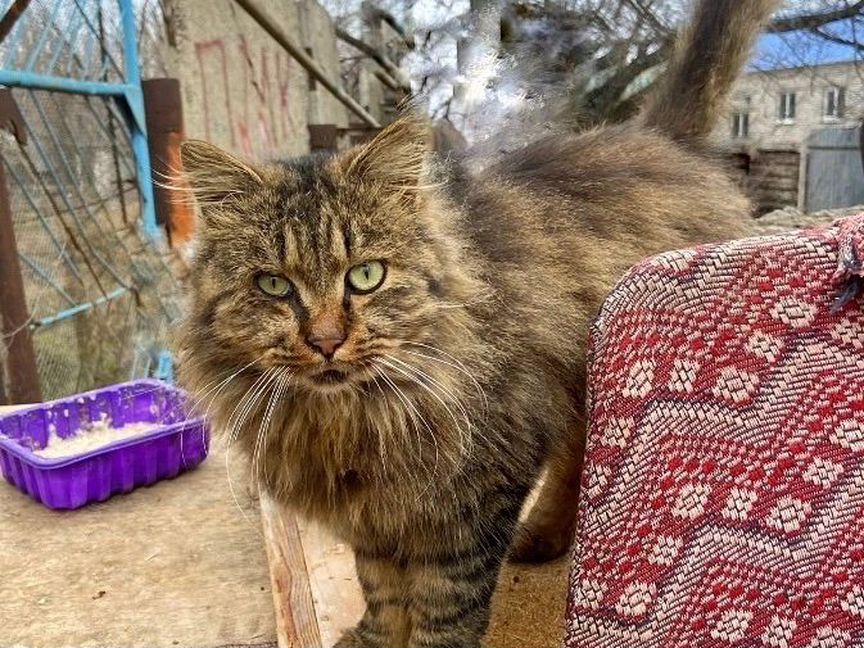 Котик