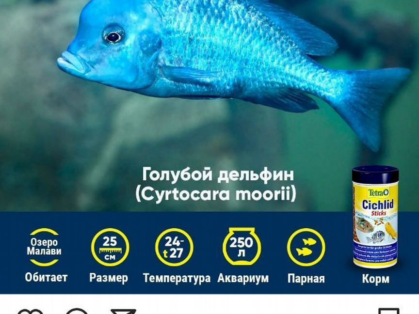Аквариумные рыбы