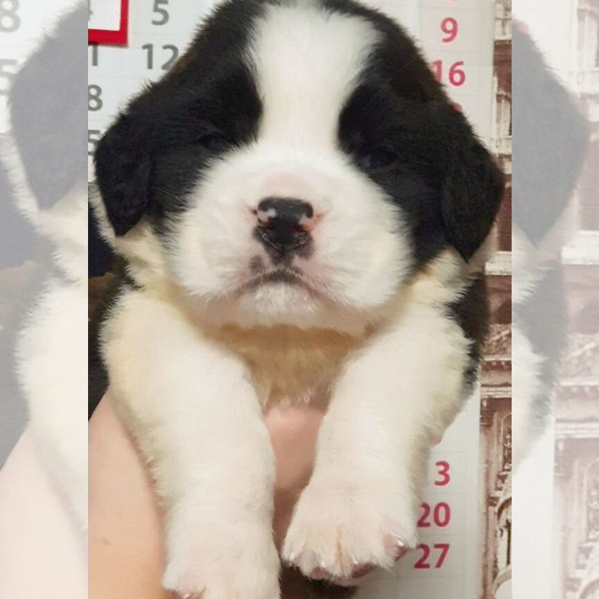 Сенбернарчики