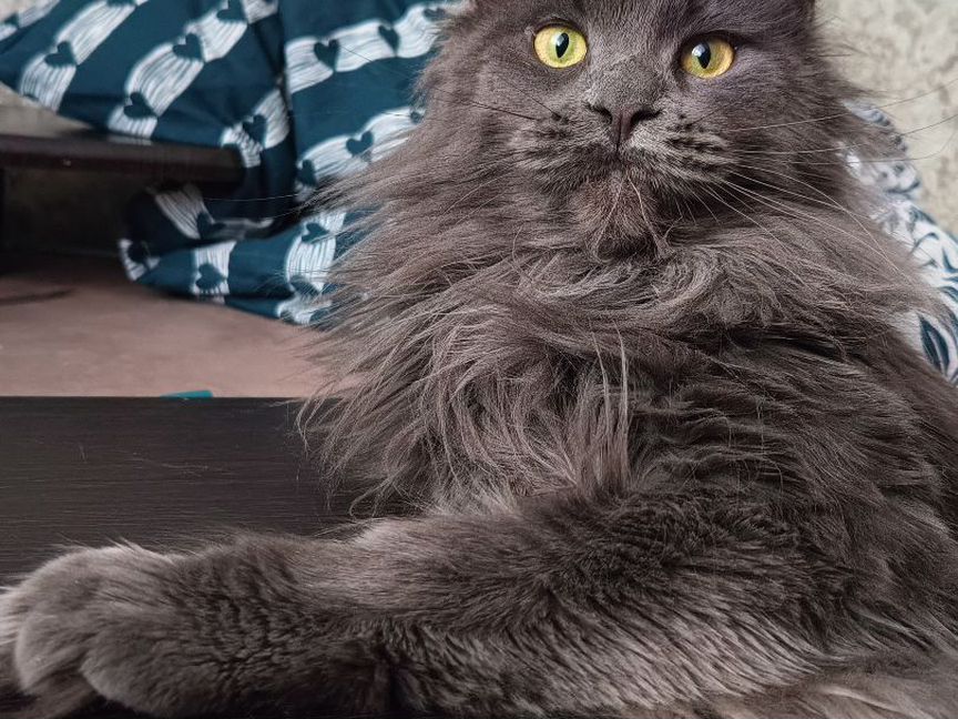 Отдам мейн-кун