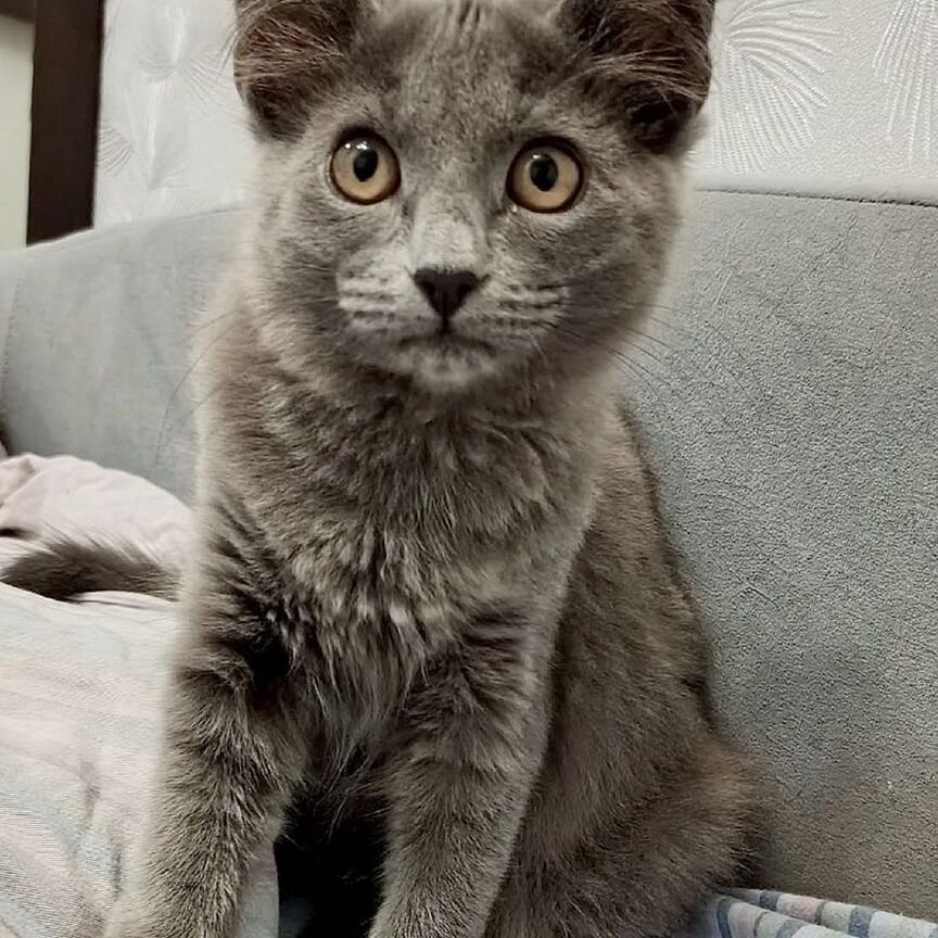 Серая кошечка подросток в поиске дома