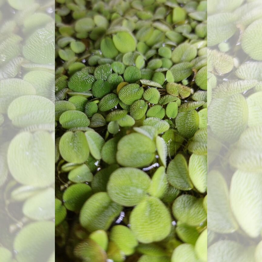 Сальвиния, аквариумное растение, верхоплавка