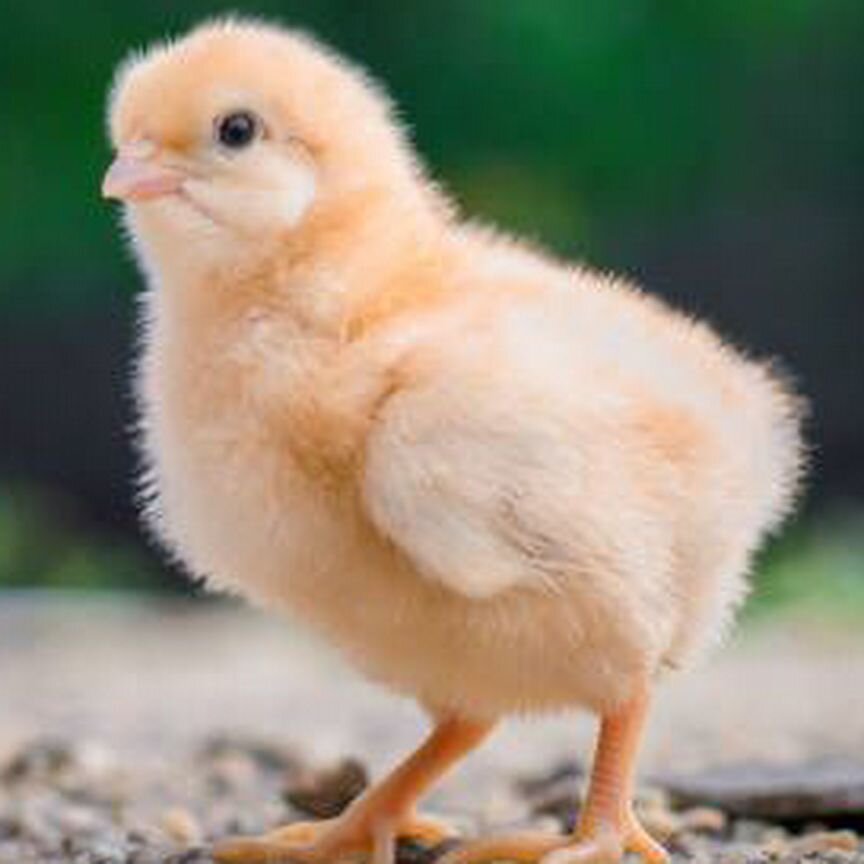 Цыплята суточные