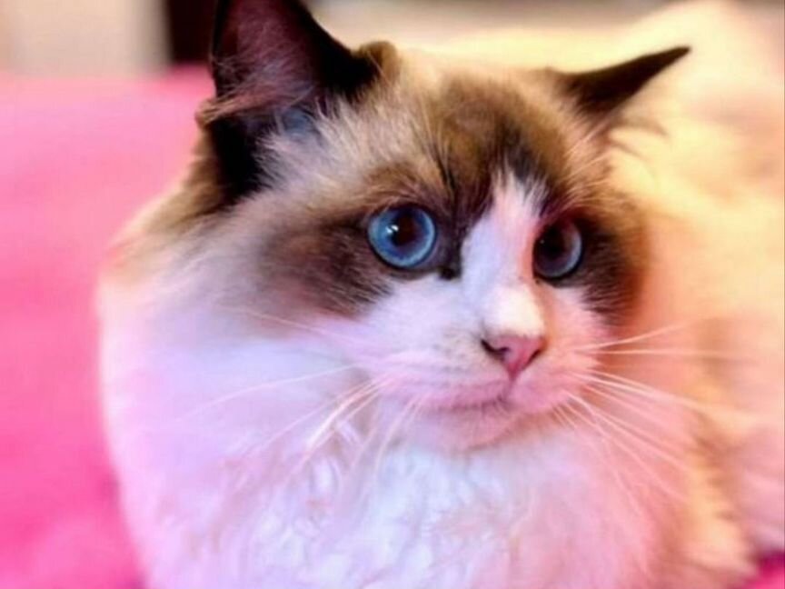 Ласковая американская кошка породы Рэгдолл