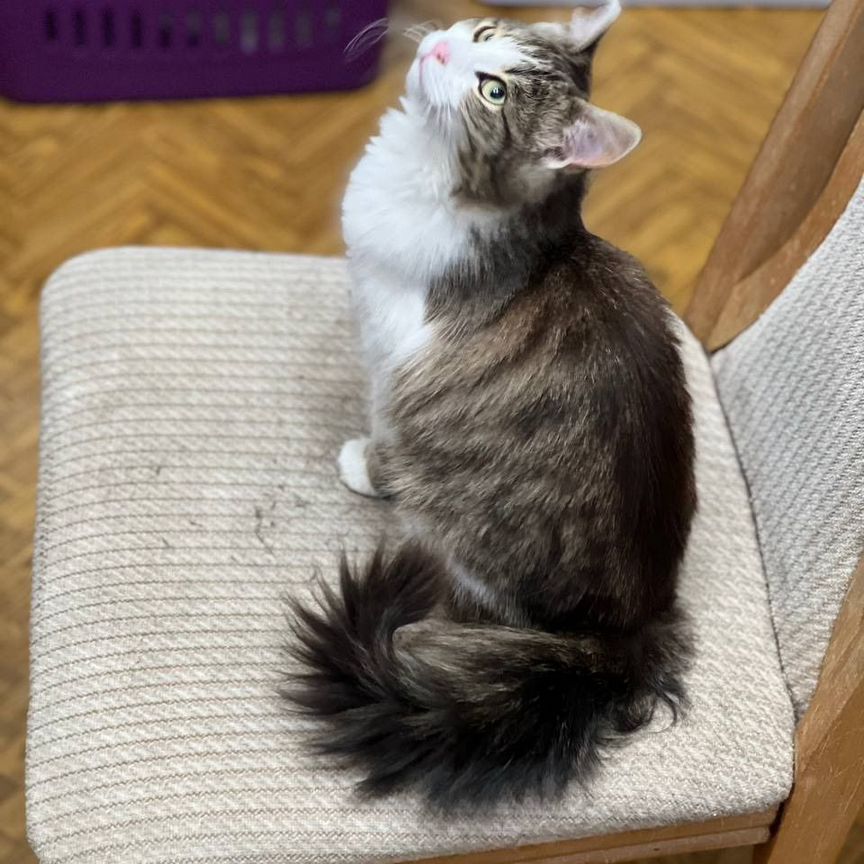 Ласковая красавица ищет добрые руки