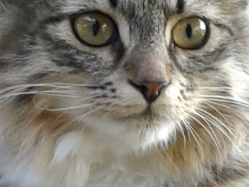 Спасите котят