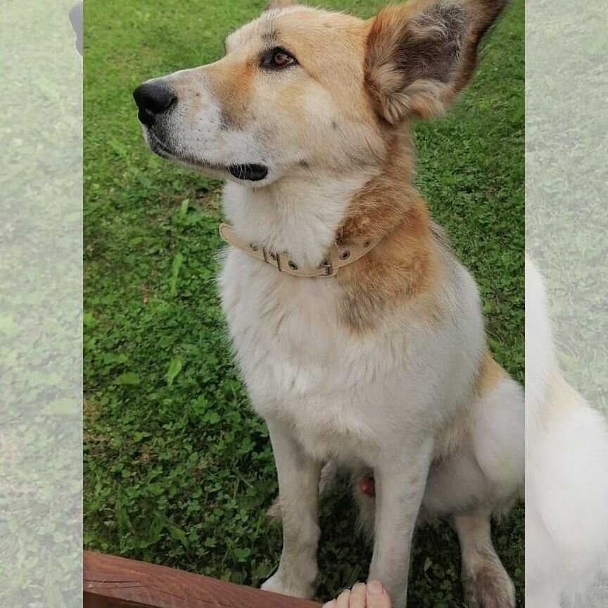 Ищем хозяев для Дружка