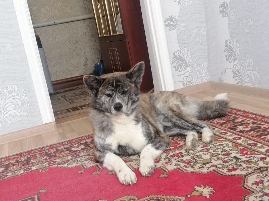 Собака в добрые руки отдам бесплатно