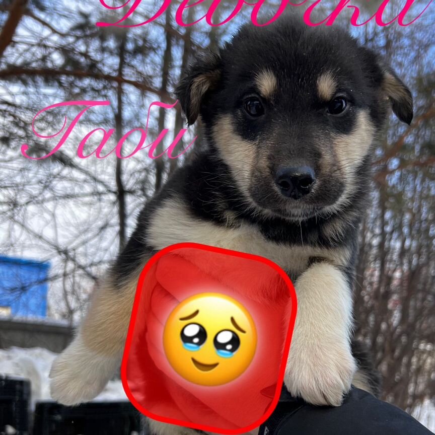 Спасенный щенок ищет дом бесплатно