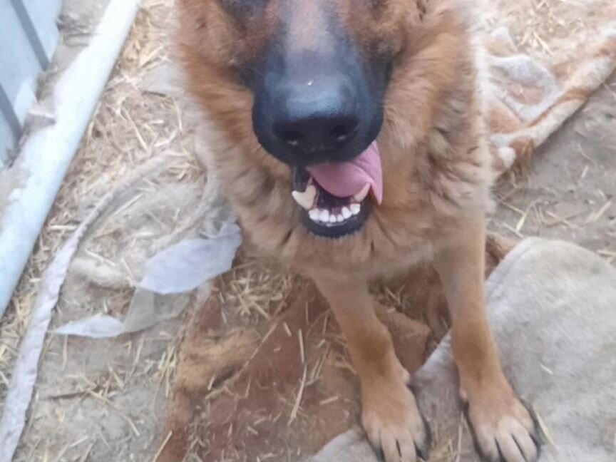 Продам щенков (кобелей) немецкой овчарки