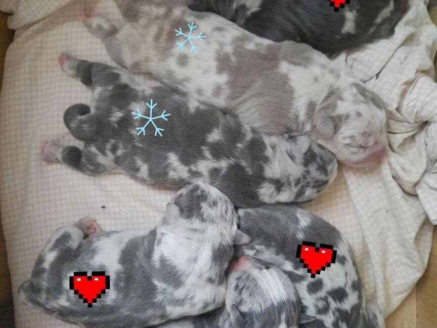 Американский булли