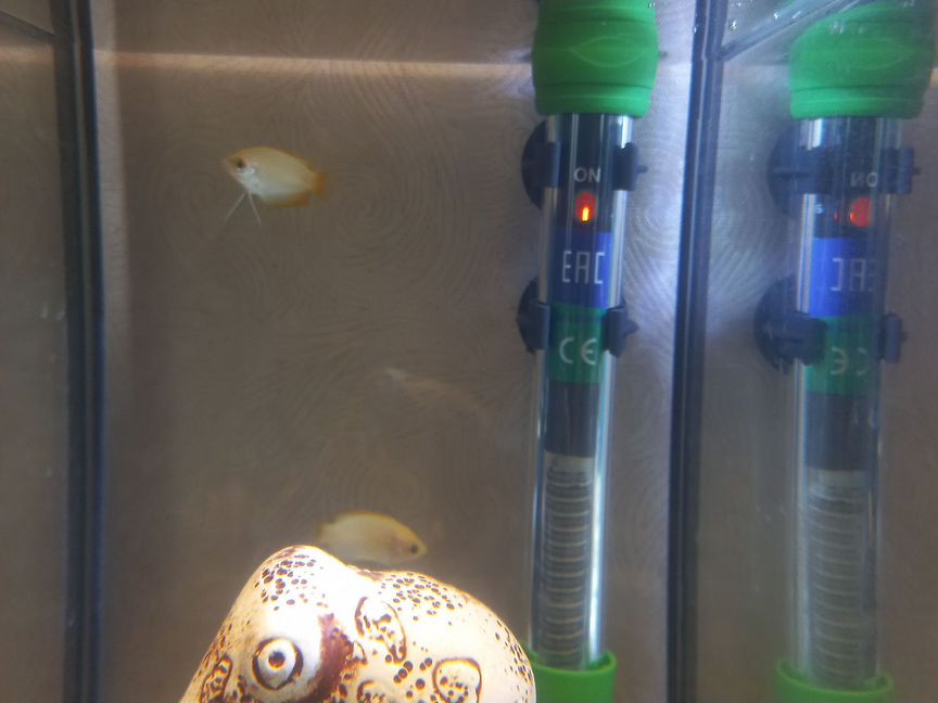 Рыбки Гурами