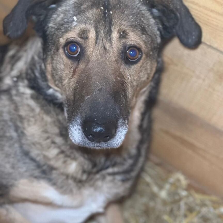 Скромный Пумба в добрые руки