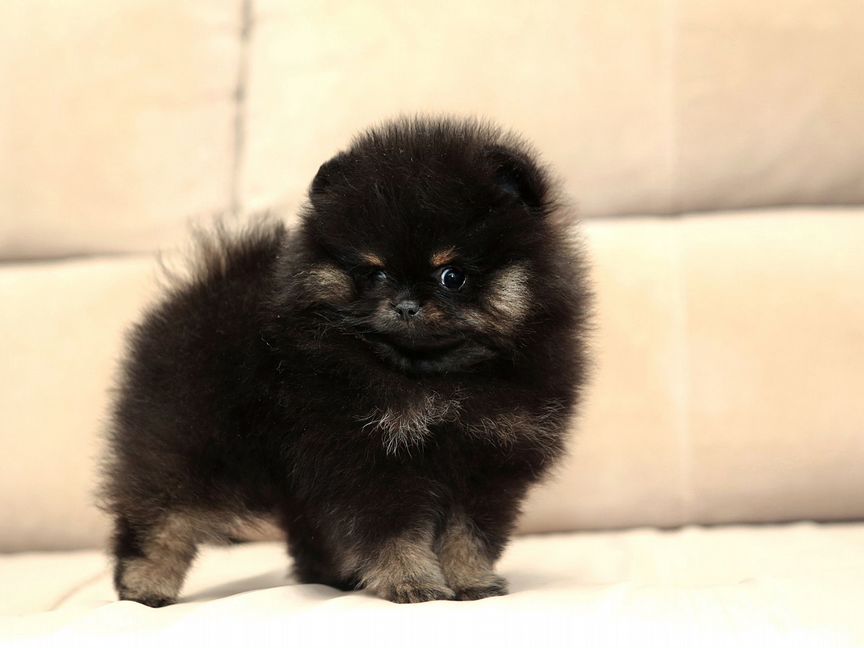 Кукольная миничка