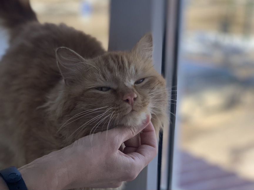 Кот в добрые руки