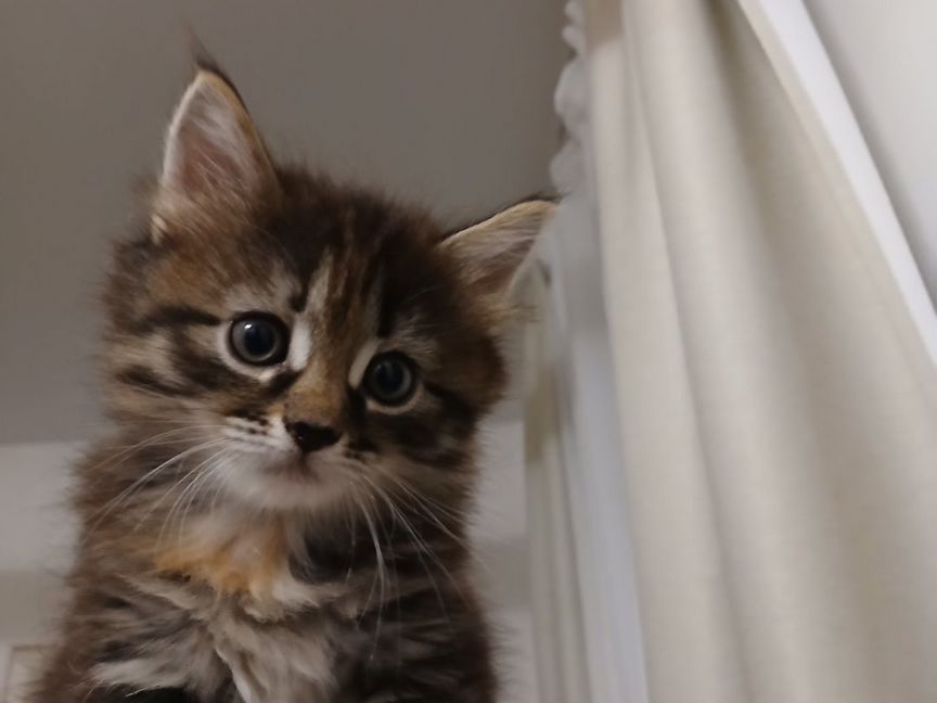 Котята в добрые руки бесплатно