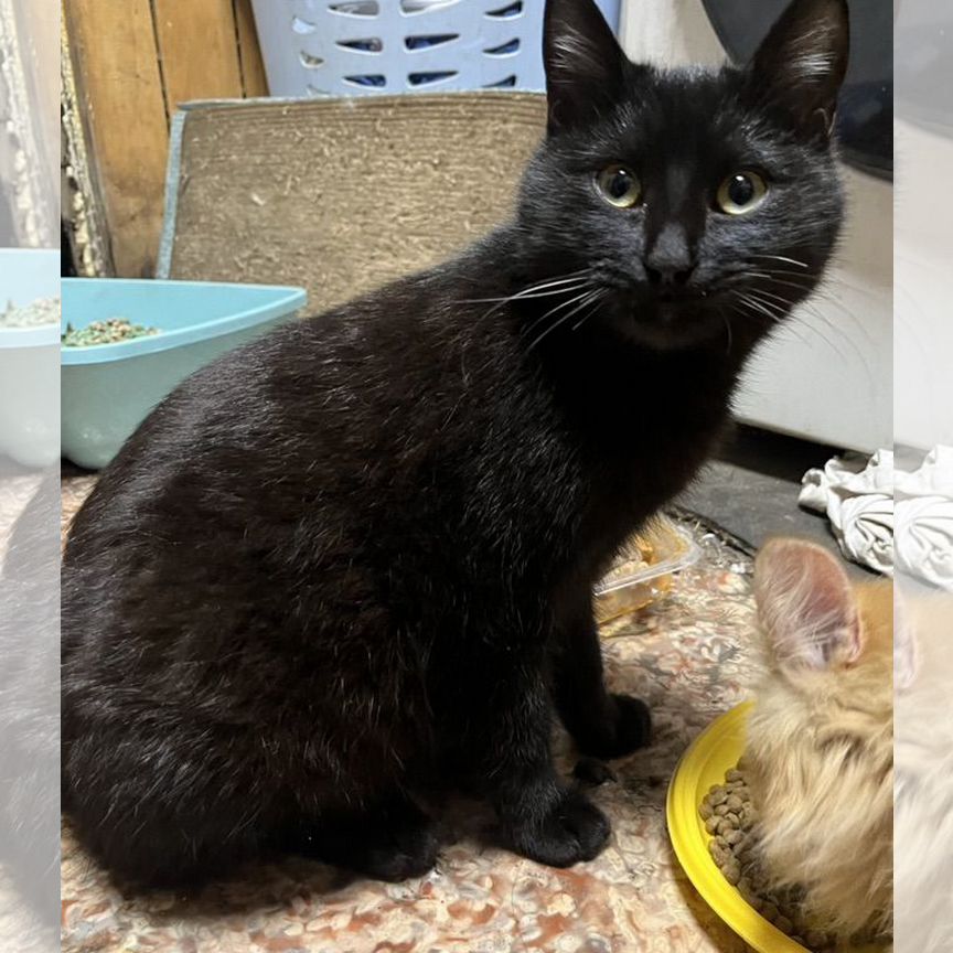 Котёнок в добрые руки