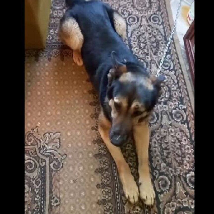 Пес короткошерстный. Нужно теплое жилье