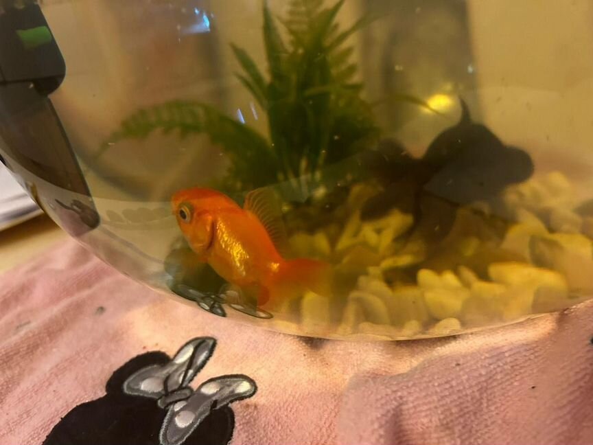 Аквариумные рыбки золотая и телескоп