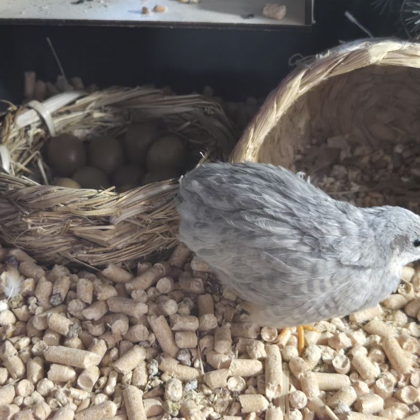 Инкубационное яйцо китайского расписного перепела